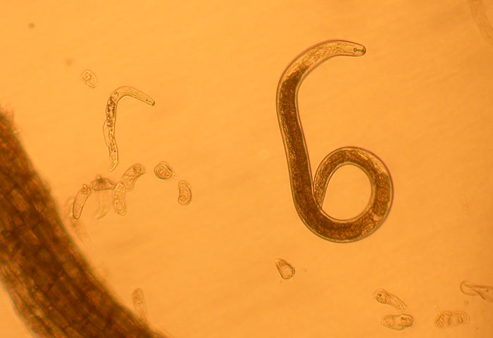 Syngenta US – Agribusiness | Syngenta