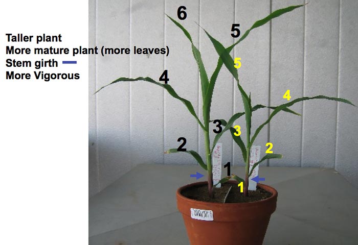Syngenta US – Agribusiness | Syngenta