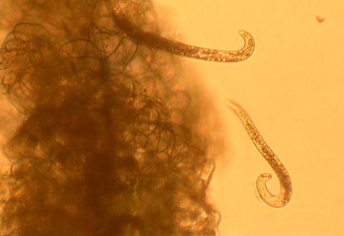 Syngenta US – Agribusiness | Syngenta