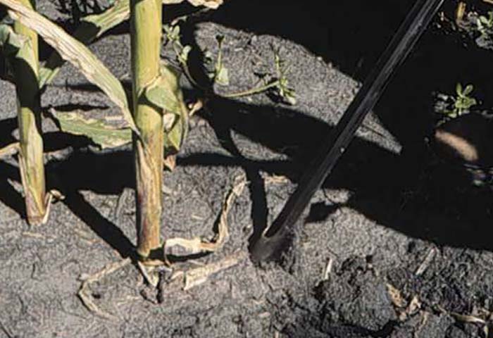 Syngenta US – Agribusiness | Syngenta